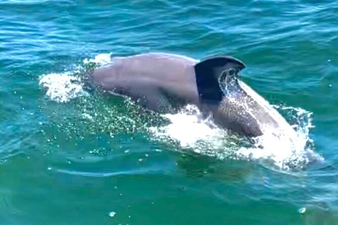 Frisky Mermaid Dolphin + Scenic Bay Sightseeing Tour - Why This Tour Works Well