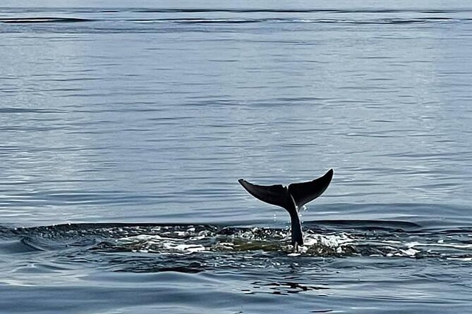 Frisky Mermaid Public Dolphin + Sightseeing Cruise Up to 49 Pax - FAQ