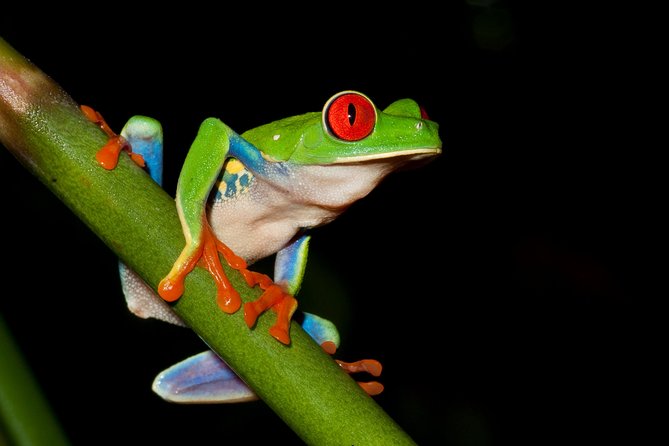 Frog Watching Jungle Night Walk - Observing the Diverse Frog Species