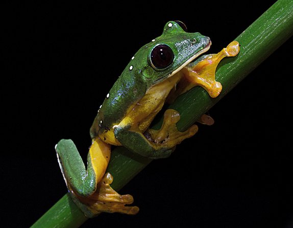 Frog Watching Jungle Night Walk - Travelers Feedback and Experiences