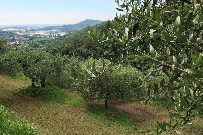From Abano Montegrotto Olive Oil & Wine in the Euganean Hills - Traveler Reviews and Tour Ratings
