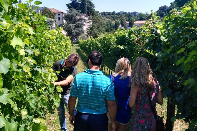 From Abano Montegrotto, Wine Tour in the Euganean Hills - The Sum Up