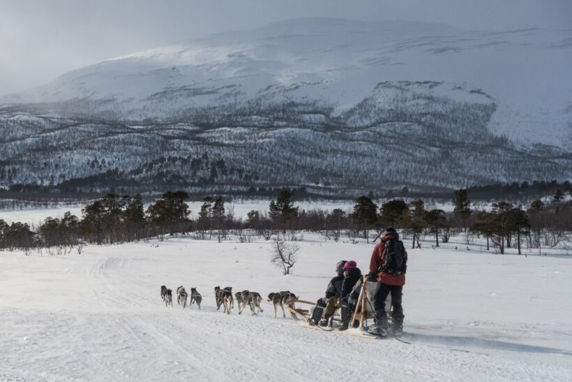From Abisko: Dog Sledding Excursion to Kiruna with Fika - What to Expect from the Dog Sledding Excursion