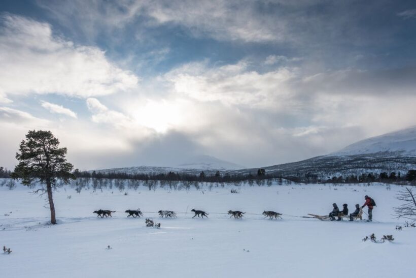 From Abisko: Dog Sledding Excursion to Kiruna with Fika - The Thrill of Dog Sledding