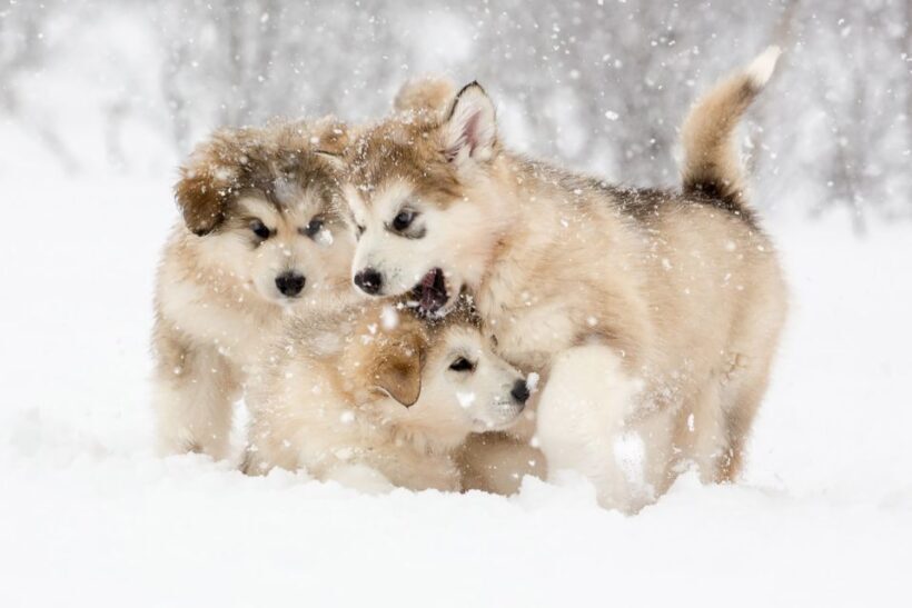 From Abisko: Dog Sledding Excursion to Kiruna with Fika - Returning to Abisko