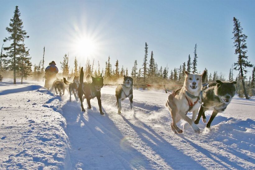 From Abisko: Dog Sledding Excursion to Kiruna with Fika - Authenticity and Unique Experiences