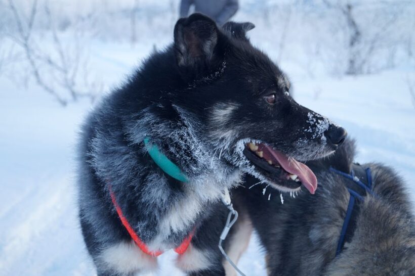 From Abisko: Dog Sledding Excursion to Kiruna with Fika - Who Would Love This Tour?