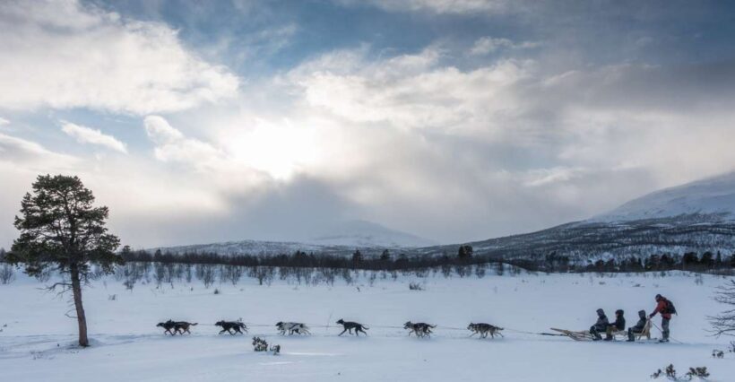 From Abisko: Dog Sledding Excursion to Kiruna with Fika - The Sum Up