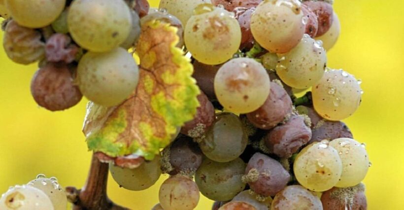From Adelaide: Clare Valley Winery Tour - FAQs