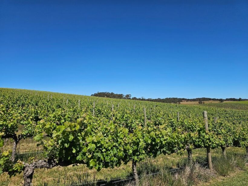 From Adelaide: Cuddle a Koala and Historic Hahndorf Tour - Introduction