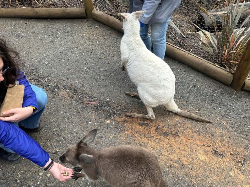 From Adelaide: Cuddle a Koala and Historic Hahndorf Tour - Optional Tasting Experiences and Additional Inclusions