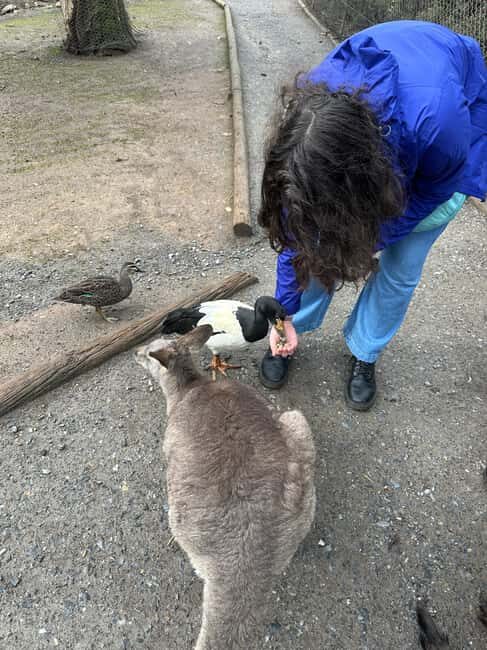 From Adelaide: Cuddle a Koala and Historic Hahndorf Tour - Summary of the Experience’s Highlights and Drawbacks