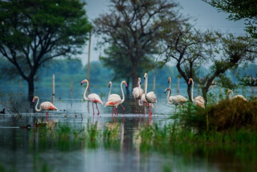 From Agra: Taj Mahal, Fatehpur Sikri & Bird Safari Tour - Who Should Consider This Tour?