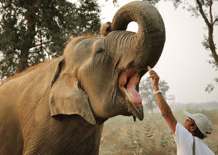 From Agra: Taj Mahal Tour w/ Elephant Conservation - An Overview of the Experience