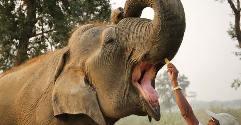 From Agra: Taj Mahal Tour w/ Elephant Conservation - The Elephant Conservation Experience
