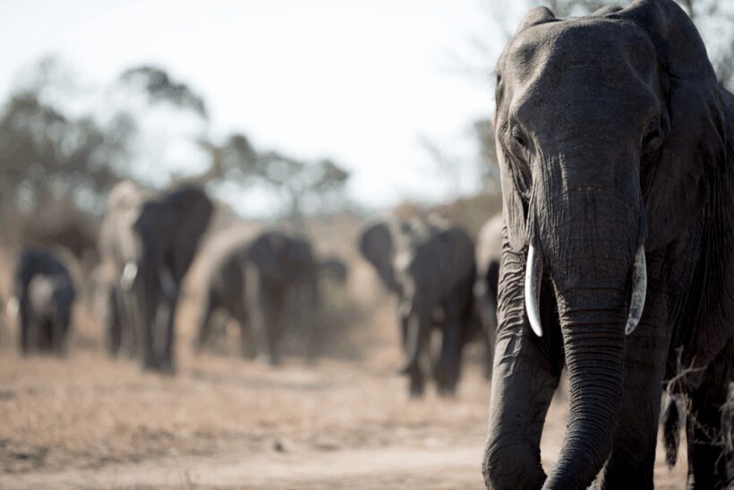 From Agra: Taj Mahal Tour w/ Elephant Conservation - The Sum Up: Who Will Love This Tour?