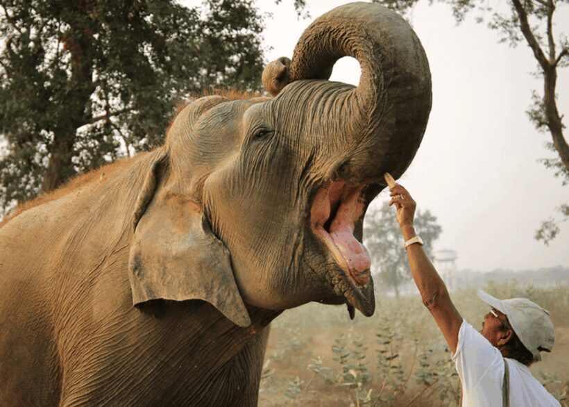 From Agra: Taj Mahal Tour w/ Elephant Conservation - FAQs