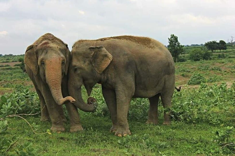 From Agra: Visit to Wildlife SOS Elephant Conservation Trip - A Detailed Look at the Elephant Conservation Tour