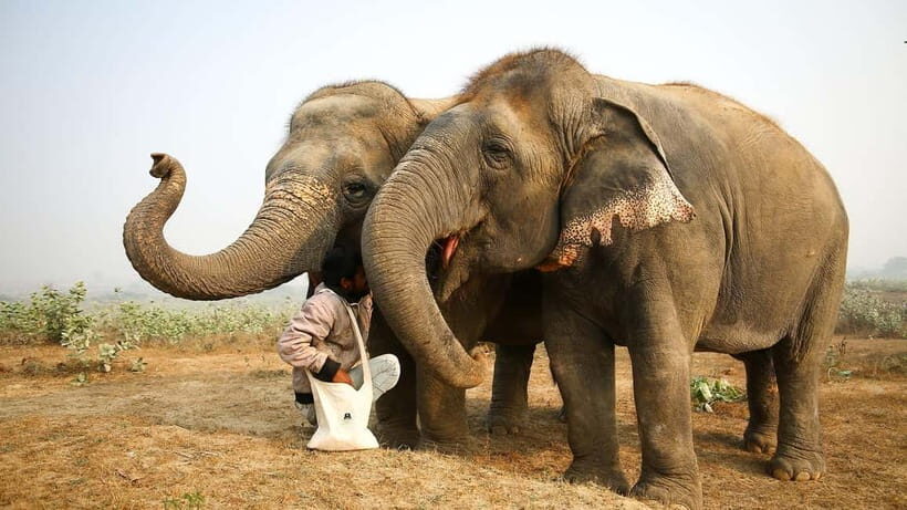 From Agra: Visit to Wildlife SOS Elephant Conservation Trip - Who Should Consider This Tour?
