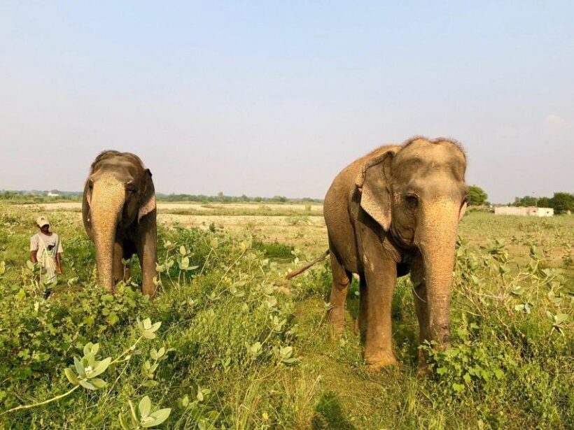 From Agra: Visit to Wildlife SOS Elephant Conservation Trip - A Closer Look at the Elephant Conservation Trip from Agra