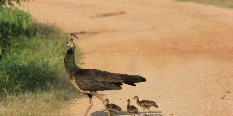 From: Ahungalla/Ambalangoda/Kosgoda/Balapitiya - YALA Safari - From: Ahungalla/Ambalangoda/Kosgoda/Balapitiya - YALA Safari