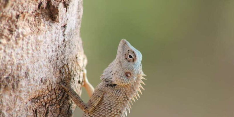 From: Ahungalla/Ambalangoda/Kosgoda/Balapitiya - YALA Safari - Why Choose This Safari?