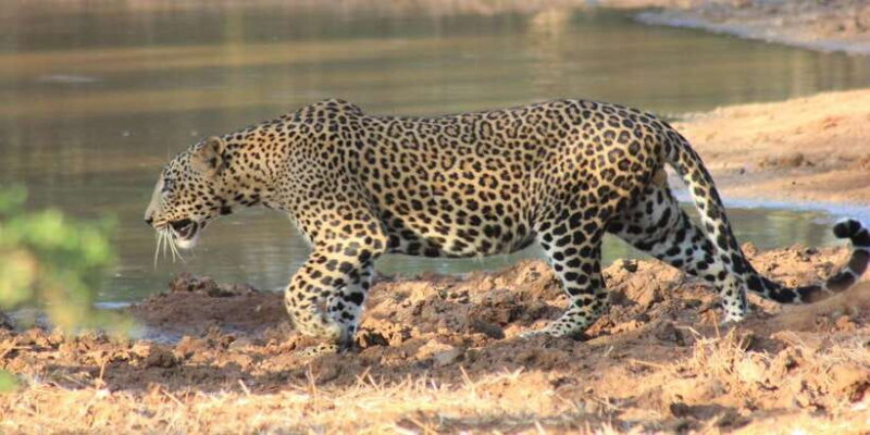 From: Ahungalla/Ambalangoda/Kosgoda/Balapitiya - YALA Safari - FAQs