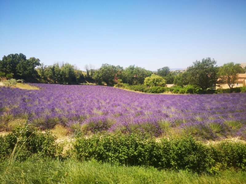 From Aix: Day Trip to Valensole Lavender Fields in Provence - Key Points
