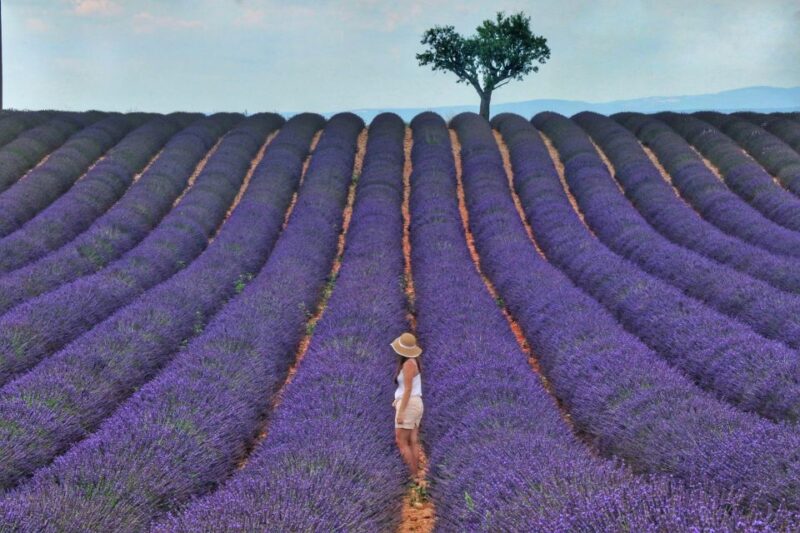 From Aix: Day Trip to Valensole Lavender Fields in Provence - Learning at the Lavender Distillery