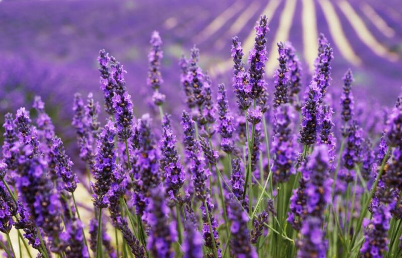 From Aix: Day Trip to Valensole Lavender Fields in Provence - The Charm of Small-Group Travel