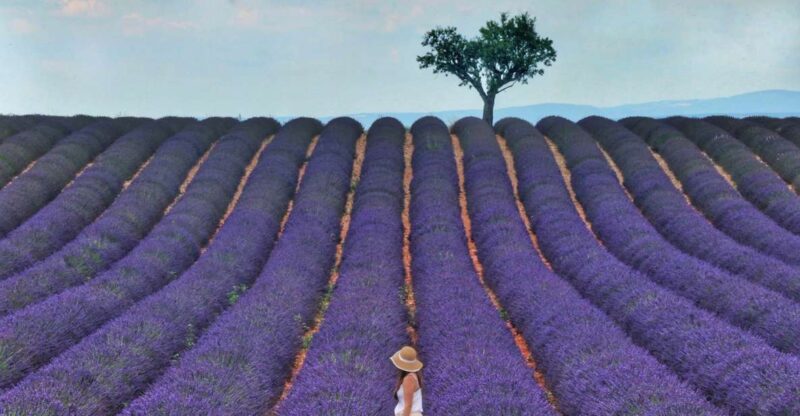 From Aix: Day Trip to Valensole Lavender Fields in Provence - What the Tour Doesn’t Include
