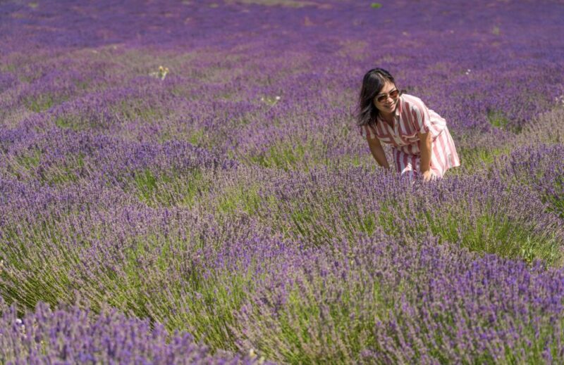 From Aix-en-Provence: Lavender Half Day Tour - Key Points