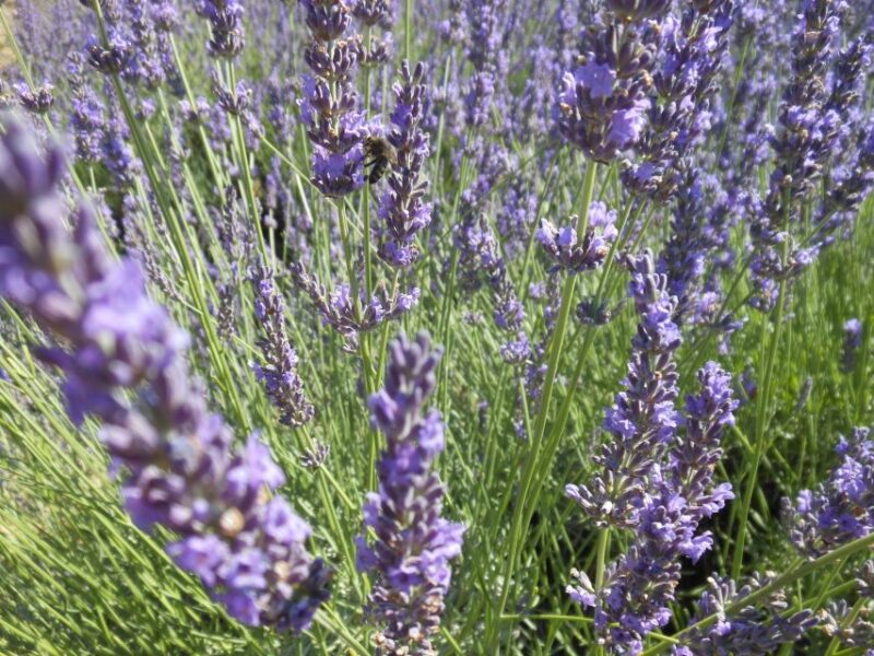 From Aix-en-Provence: Valensole Lavender Full-Day Tour - Final Thoughts