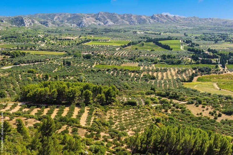 From Aix-en-Provence : Wine, Olive Oil and Scenic Villages - Why This Tour Works for Travelers