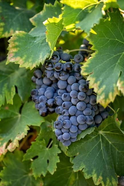 From Aix-en-Provence : Wine, Olive Oil and Scenic Villages - Who Should Consider This Tour?