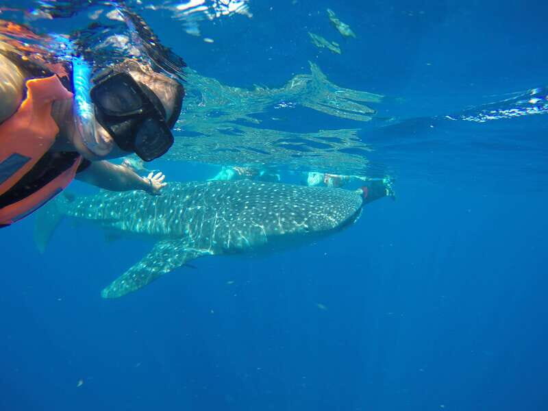 From Akumal: Whale Shark Tour - An In-Depth Look at the Tour