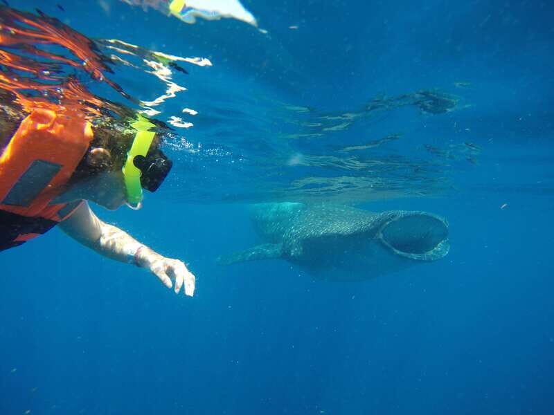 From Akumal: Whale Shark Tour - Who Should Consider This Tour?