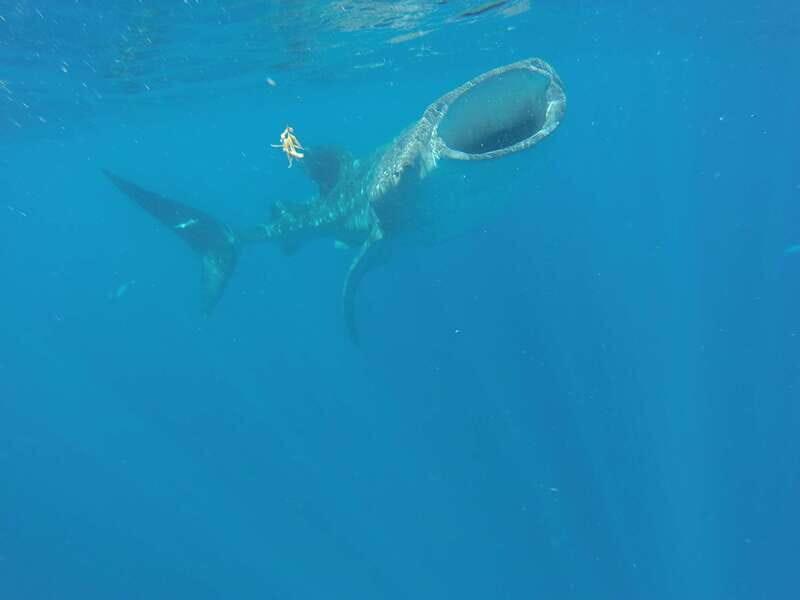 From Akumal: Whale Shark Tour - Final Thoughts: Is It Worth It?