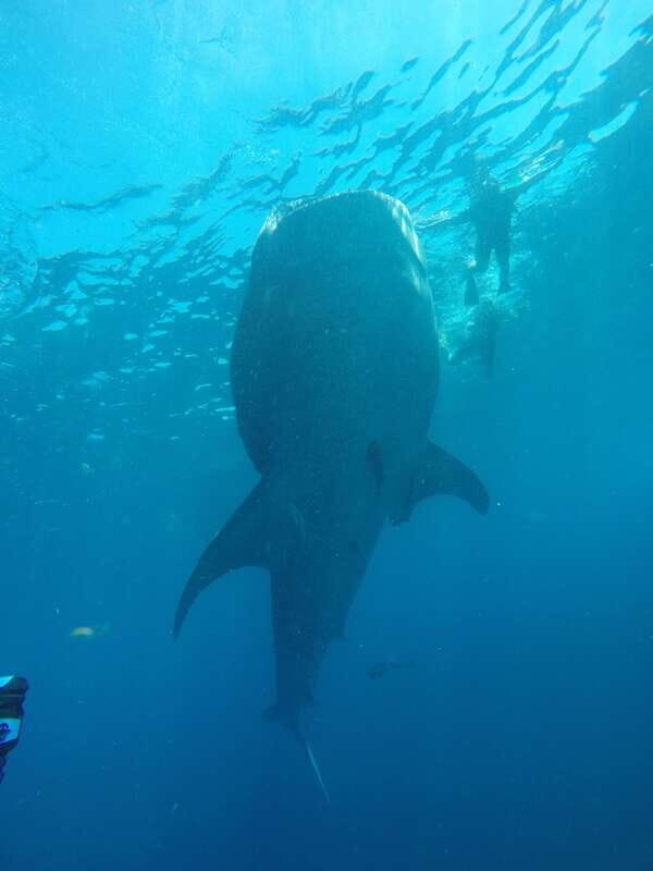 From Akumal: Whale Shark Tour - FAQ