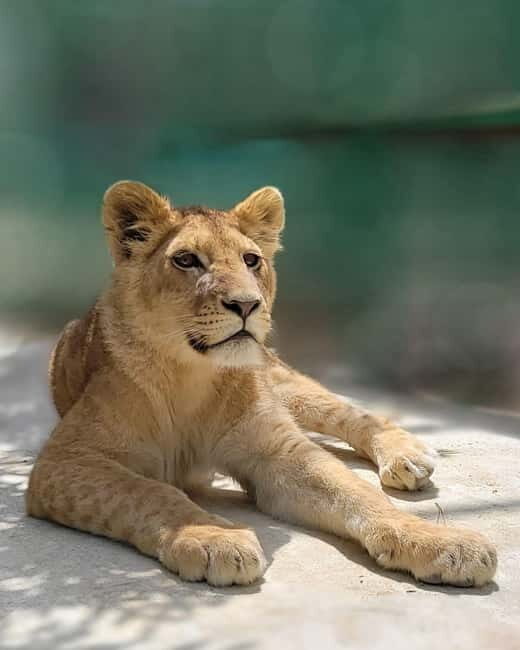 From Alanya: Lion Safari & Green Canyon Splash Feast w/Lunch - From Alanya: Lion Safari & Green Canyon Splash Feast w/Lunch – An Adventure Worth Considering