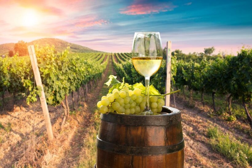 From Alba/Turin: Langhe Wine Day Trip with Tastings & Lunch - Exploring the Itinerary and What You Can Expect