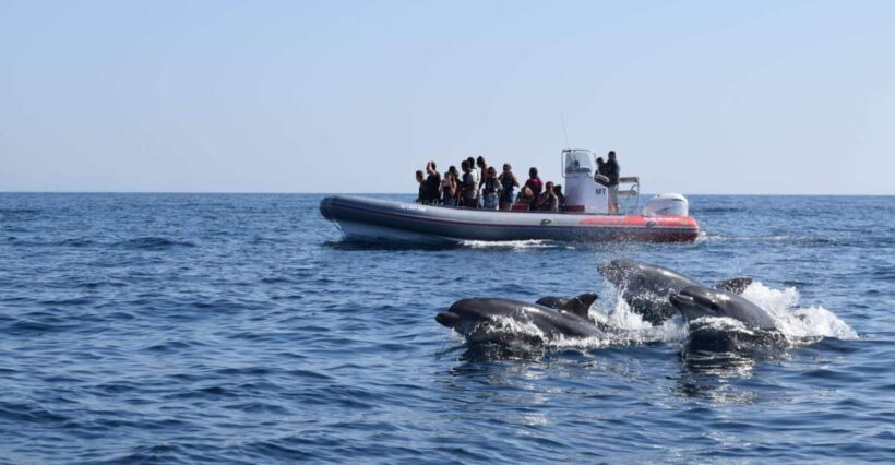 From Albufeira: Benagil Caves and Dolphins Guided Boat Tour - A Detailed Look at the Tour