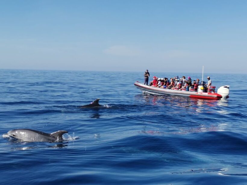 From Albufeira: Benagil Caves and Dolphins Guided Boat Tour - The Sum Up