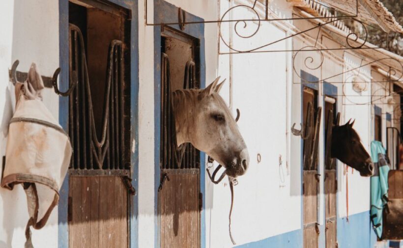 From Albufeira: Half-Day Hidden Gems & Horse Riding Tour - The Value of Guided Tours with Local Insights