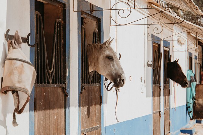 From Albufeira: Half-Day Hidden Gems & Horse Riding Tour - Understanding the Pickup and Drop-off Process