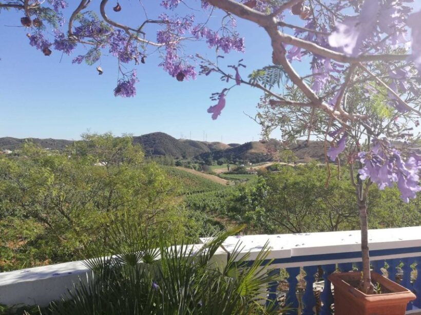 From Albufeira: Half-Day Winery Tour and Silves - An Overview of the Experience