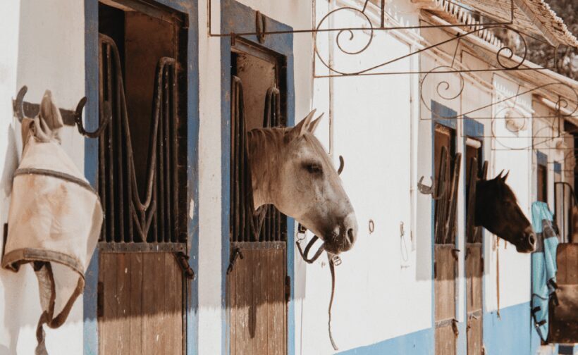 From Albufeira: Horse Riding Tour with Pickup - What Makes This Horse Riding Tour Stand Out