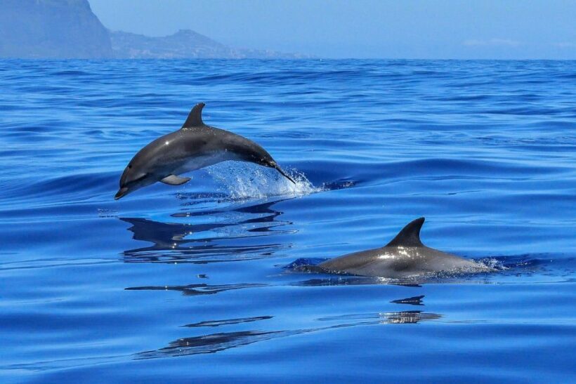 From Alcudia: Sunrise Dolphin Watching Boat Tour - Key Points