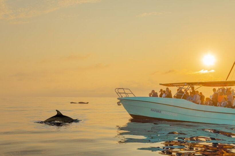 From Alcudia: Sunrise Dolphin Watching Boat Tour - An Honest Look at the Experience