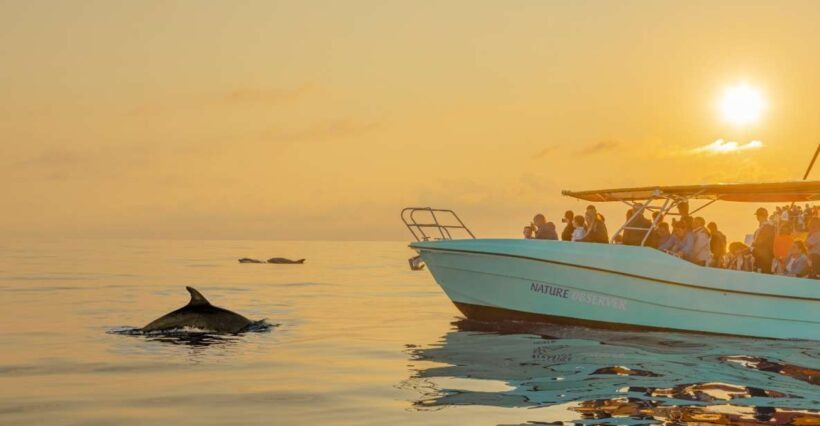 From Alcudia: Sunrise Dolphin Watching Boat Tour - Who Will Love This Tour?